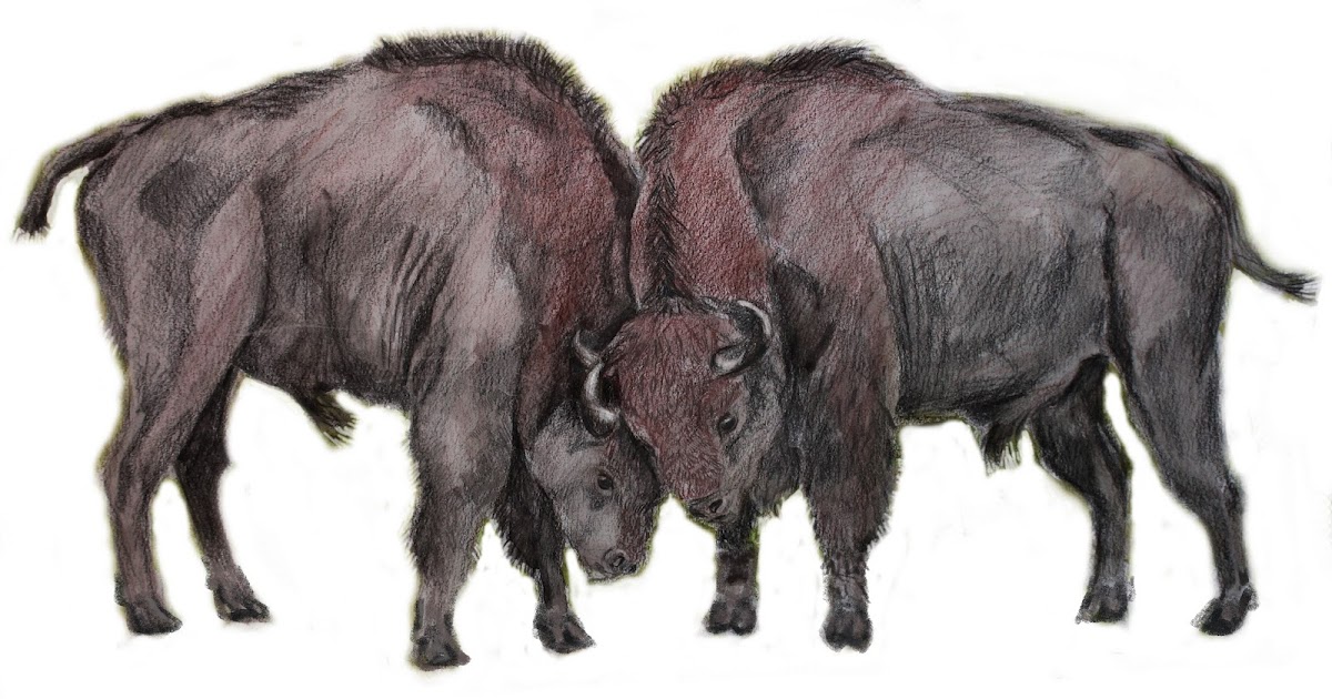 Pair of European bison bulls sparring - Gabriela Młynek