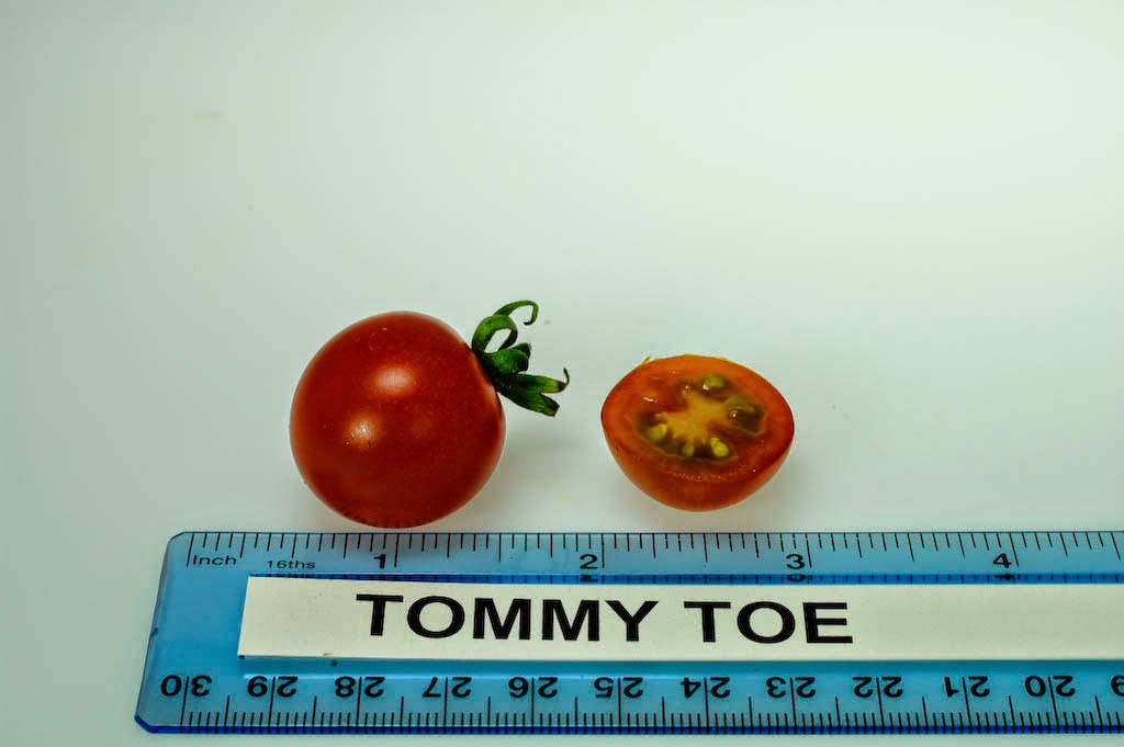 Tarım Siteniz: Domates Çeşitleri (-S-T-U-V-W-Y-Z-)