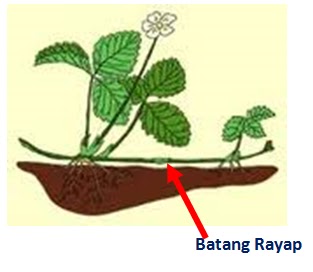 Sains & Pembiakan: Pembiakan Aseks