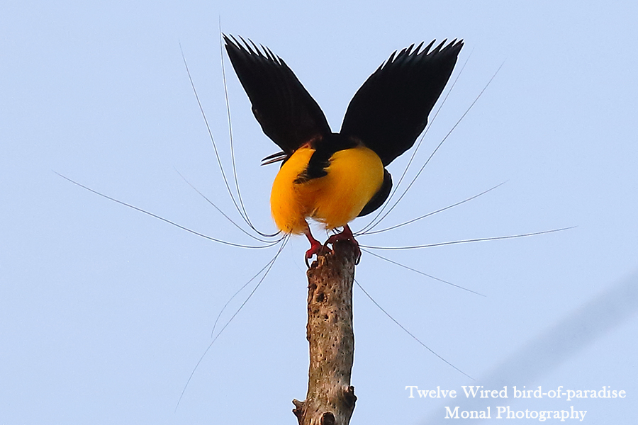 Indonesia birdwatching, Birding Sulawesi, Birding West Papua and ...