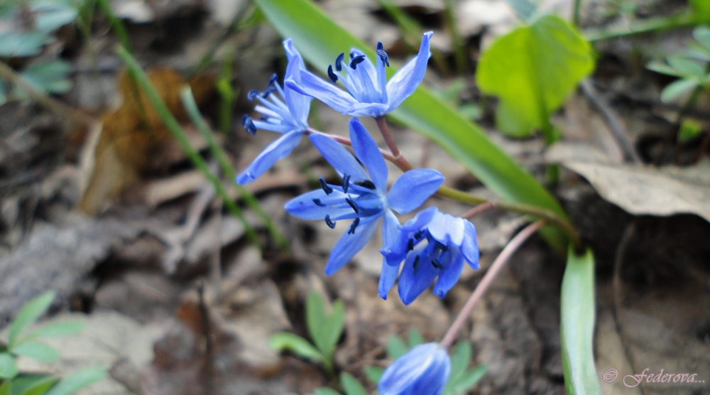 Imortalizate ieri... - FEDEROVA