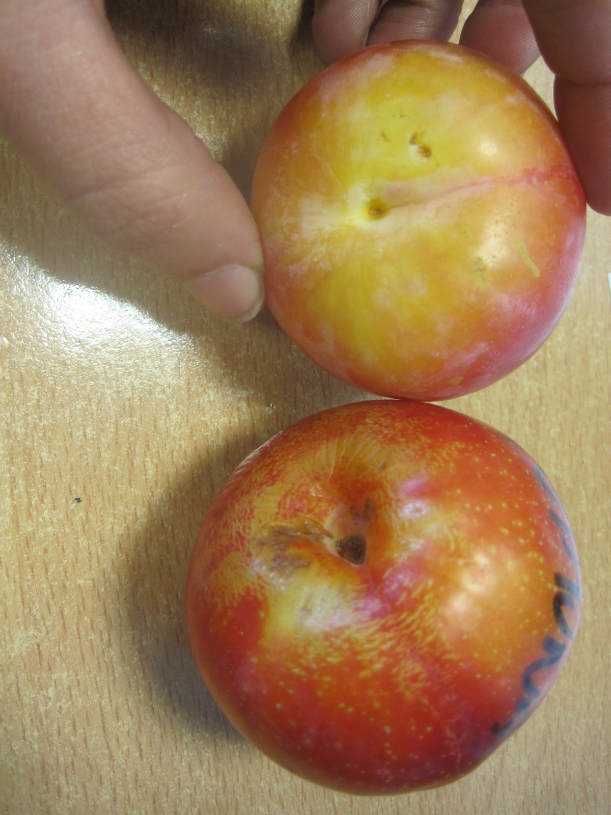 Ciruelas. Variedades.Fotos