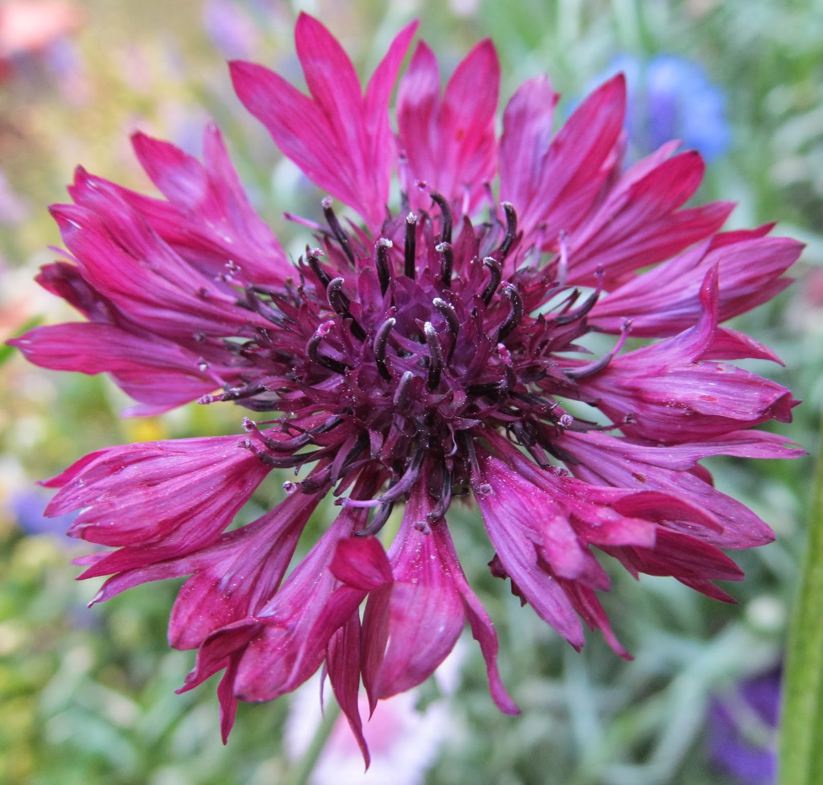 NATURAL & UNIQUE PHOTOGRAPHY: BACHELOR"S BUTTON FLOWER or CORN FLOWER ...