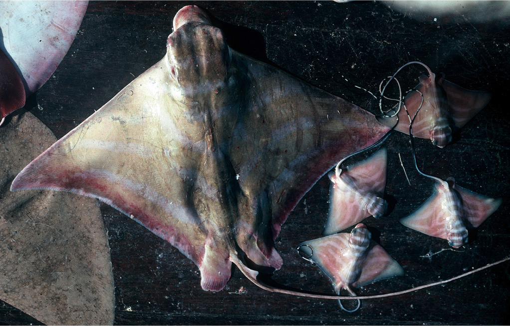 Species New to Science: [Ichthyology • 2015] Aetomylaeus ...