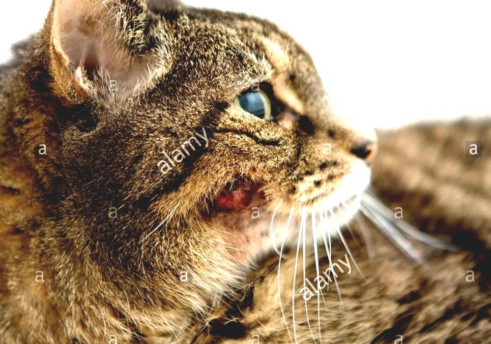 Cancer In Cats Cat Skin Tumor cancer-in-cats-cat-skin-tumor