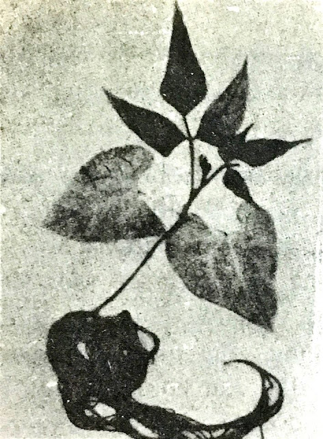 CHUYỆN LẠ CÓ THẬT VỀ THỰC VẬT: VÌ CON EM CHÚNG TA - TRANG THƯ VIỆN SÁCH ...