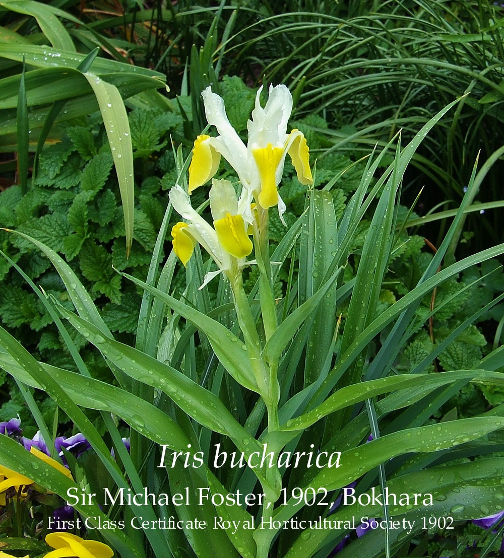 Iris Bucharica a really wild show ~ HERITAGE IRISES