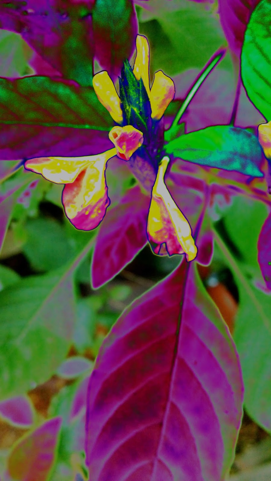 Garden Care Simplified: Piper Nigrum Black peppers close up of black ...