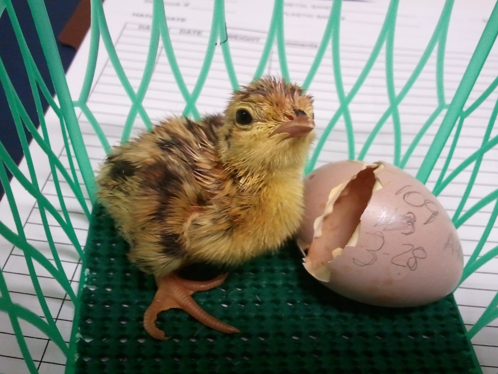 In Otter News: Attwater's Prairie Chick