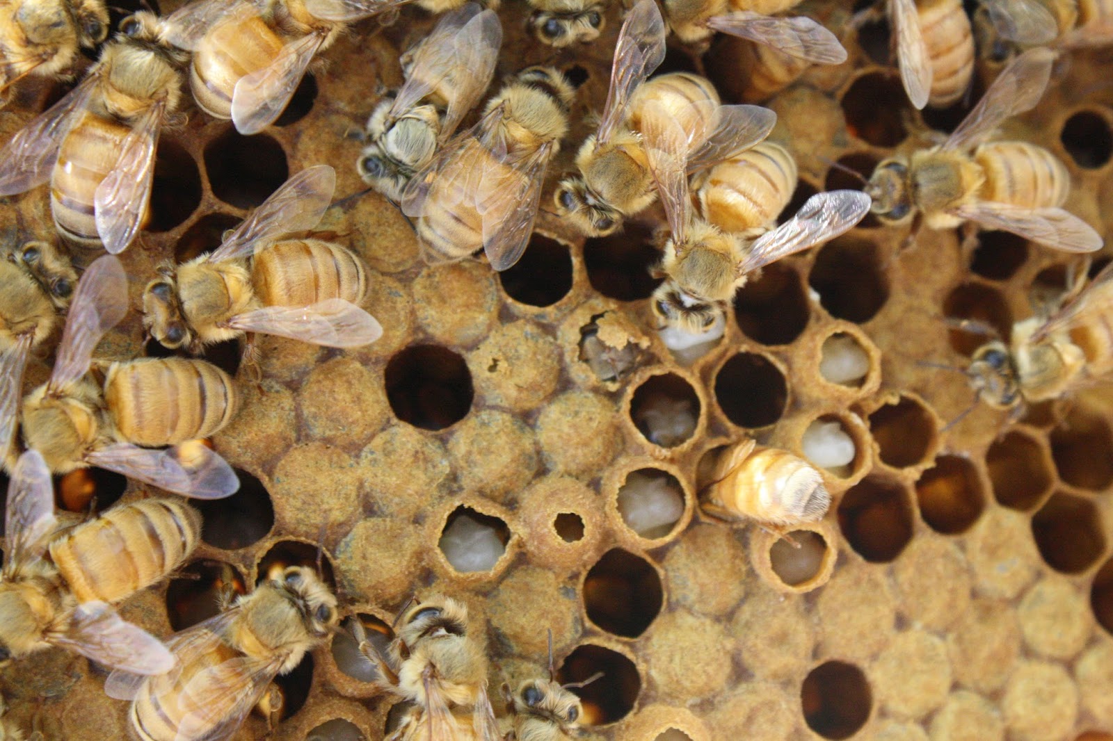 Little Wife On the Prairie: How many bees does it take to change a ...