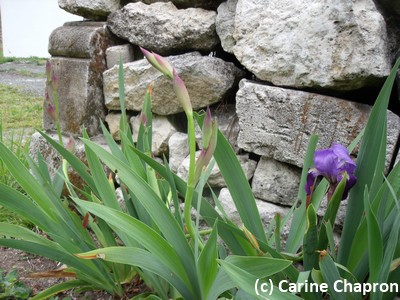 Vivaces et vous: Iris germanica L.