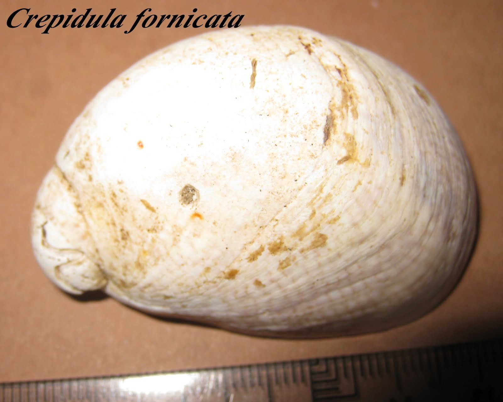 CUNCHAS DE ESTEIRO: CREPIDULA FORNICATA