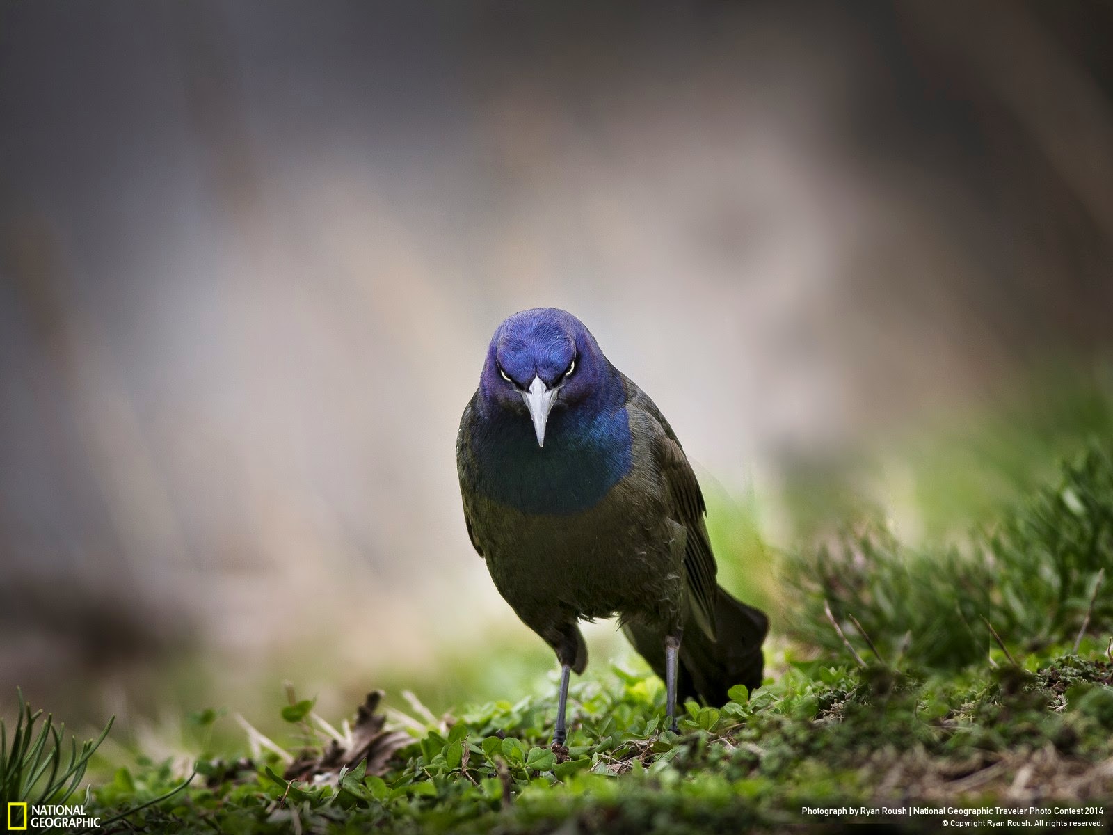 Angry Bird's Angry Look - Free Wallpaper Pics