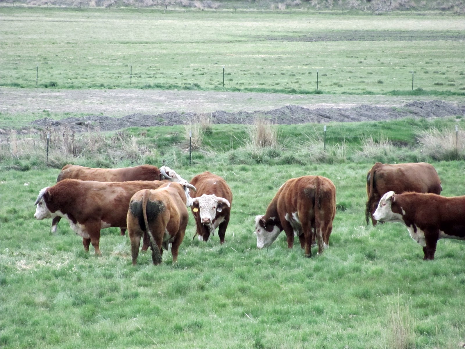 My Ranch Life: Off to see the cows...