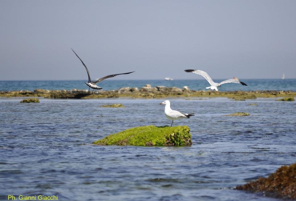Ragusa turismo: L'Isola dei Gabbiani di Punta Secca