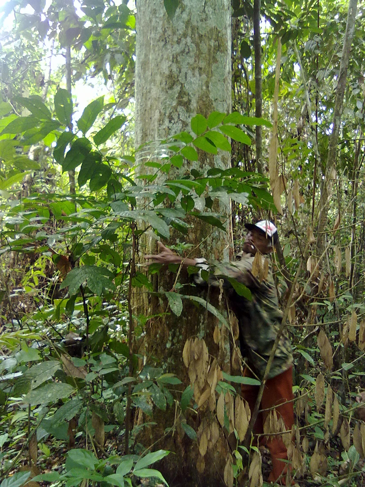 Gaharu dan Lebah Madu: Jumpa Pokok Gaharu Besar Di Hutan
