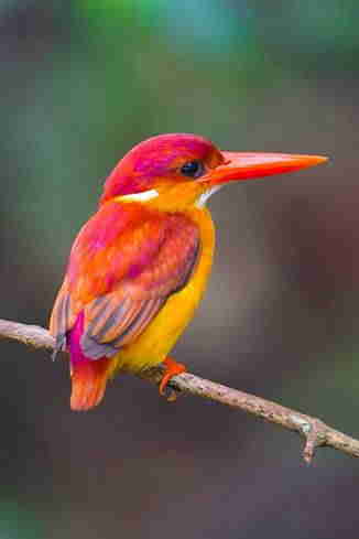 10 AVES MAS BELLAS DEL MUNDO