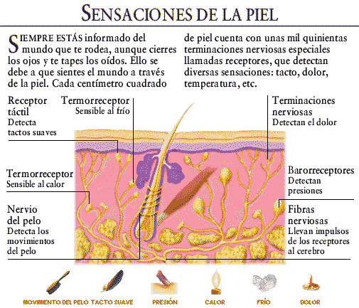 CEUJA Verano Ciencias Naturales 3ero: PIEL