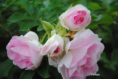 Rosa rugosa ‚Ritausma'