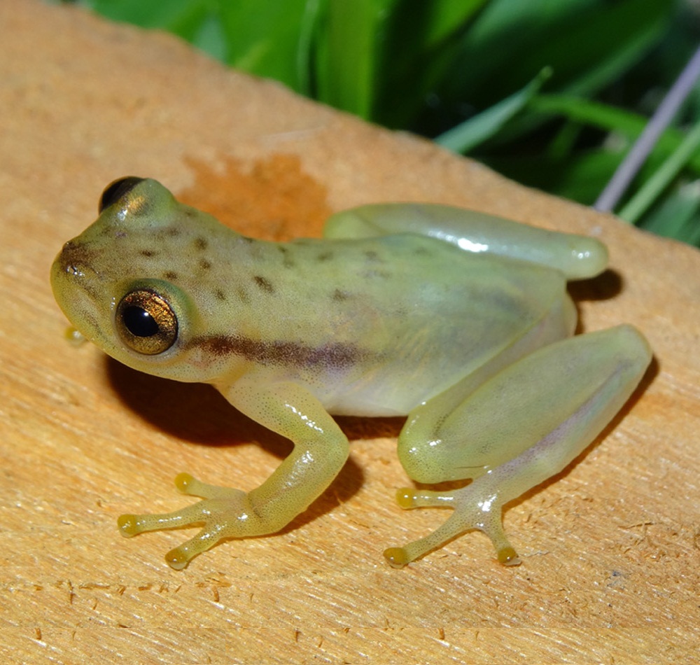 Species New to Science: [Herpetology • 2017] Phyllodytes amadoi • A New ...