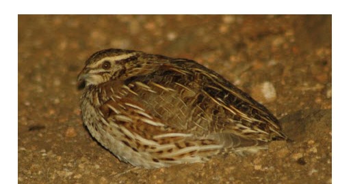 World Tourist Destinations: common quail lava bird information in marathi