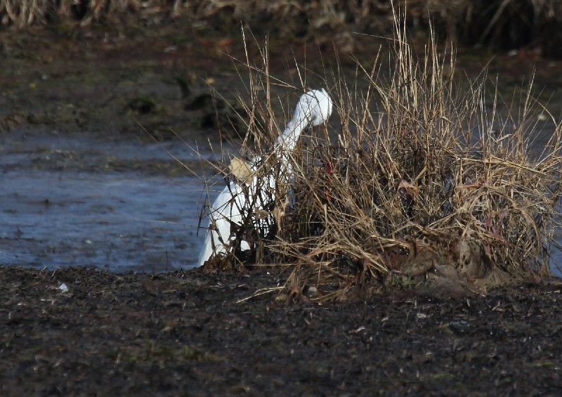 New England Coastal Birds: "Three Days of Winter Seabirding on Cape Cod ...
