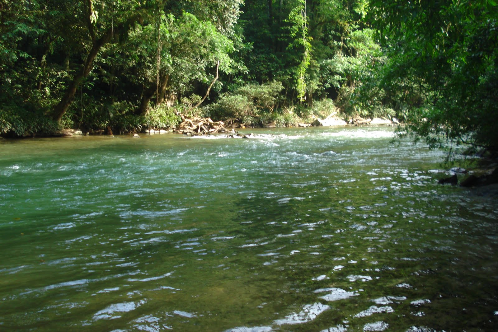 Biology: Reserva Natural Cañon de Rio Claro
