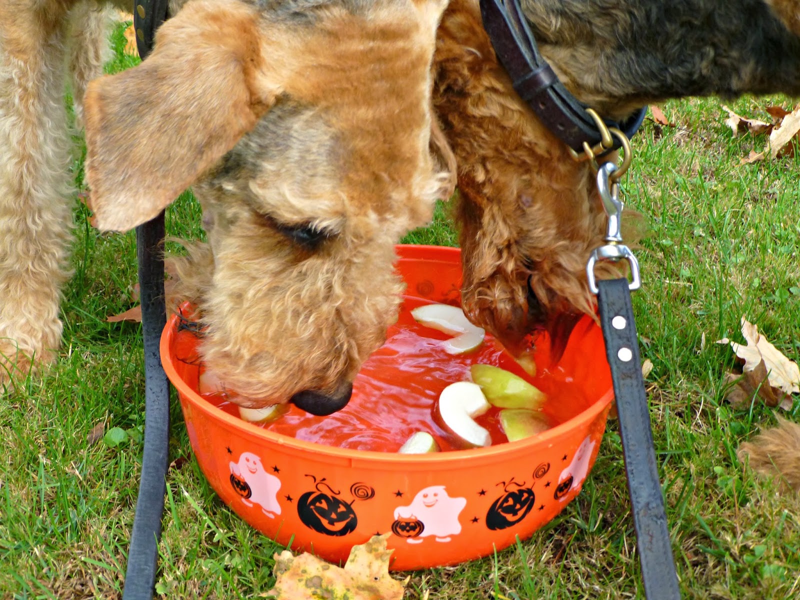 Molly the Airedale: Bobbing for Apples