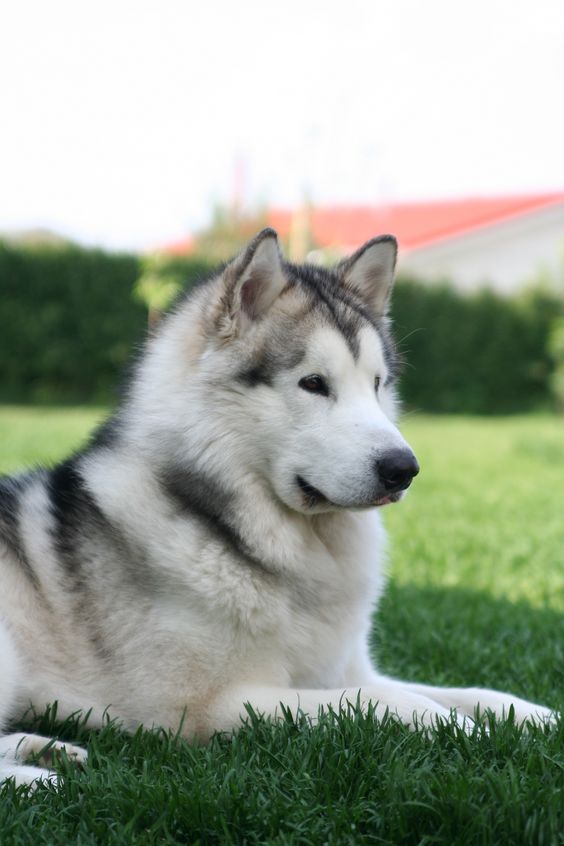 Wolf Grey Alaskan Malamute