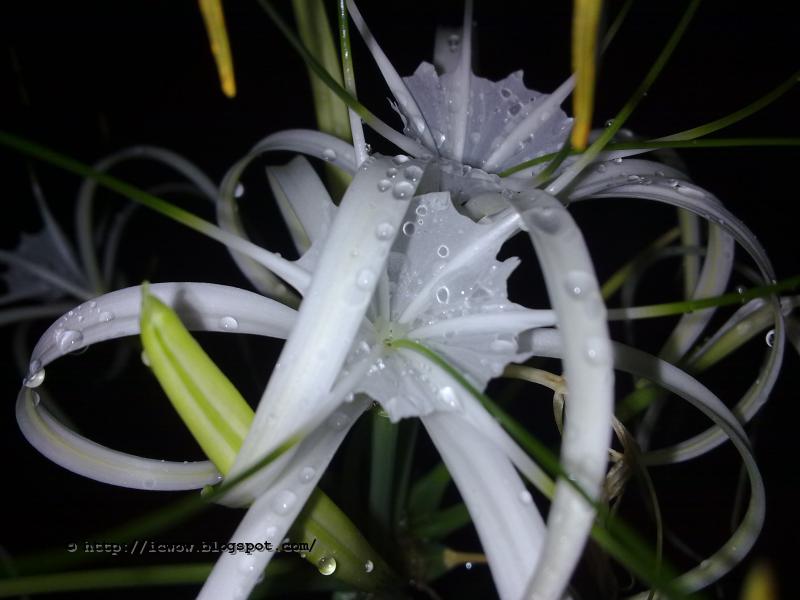 Beach spider lily - Hymenocallis littoralis
