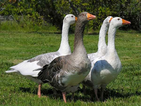 Hayvanlar Alemi 4 | BilimCELL