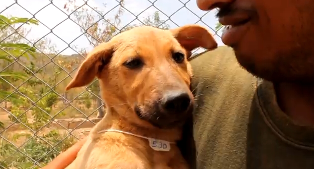 White Wolf : Brave animal charity worker saves drowning puppy from well ...