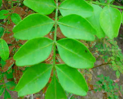 Benefícios do Jaborandi | Terapia Verde