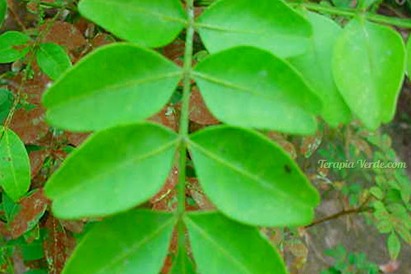 Benefícios do Jaborandi | Terapia Verde