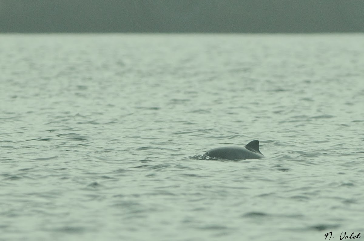 Fauneo: Marsouin commun à Dunkerque