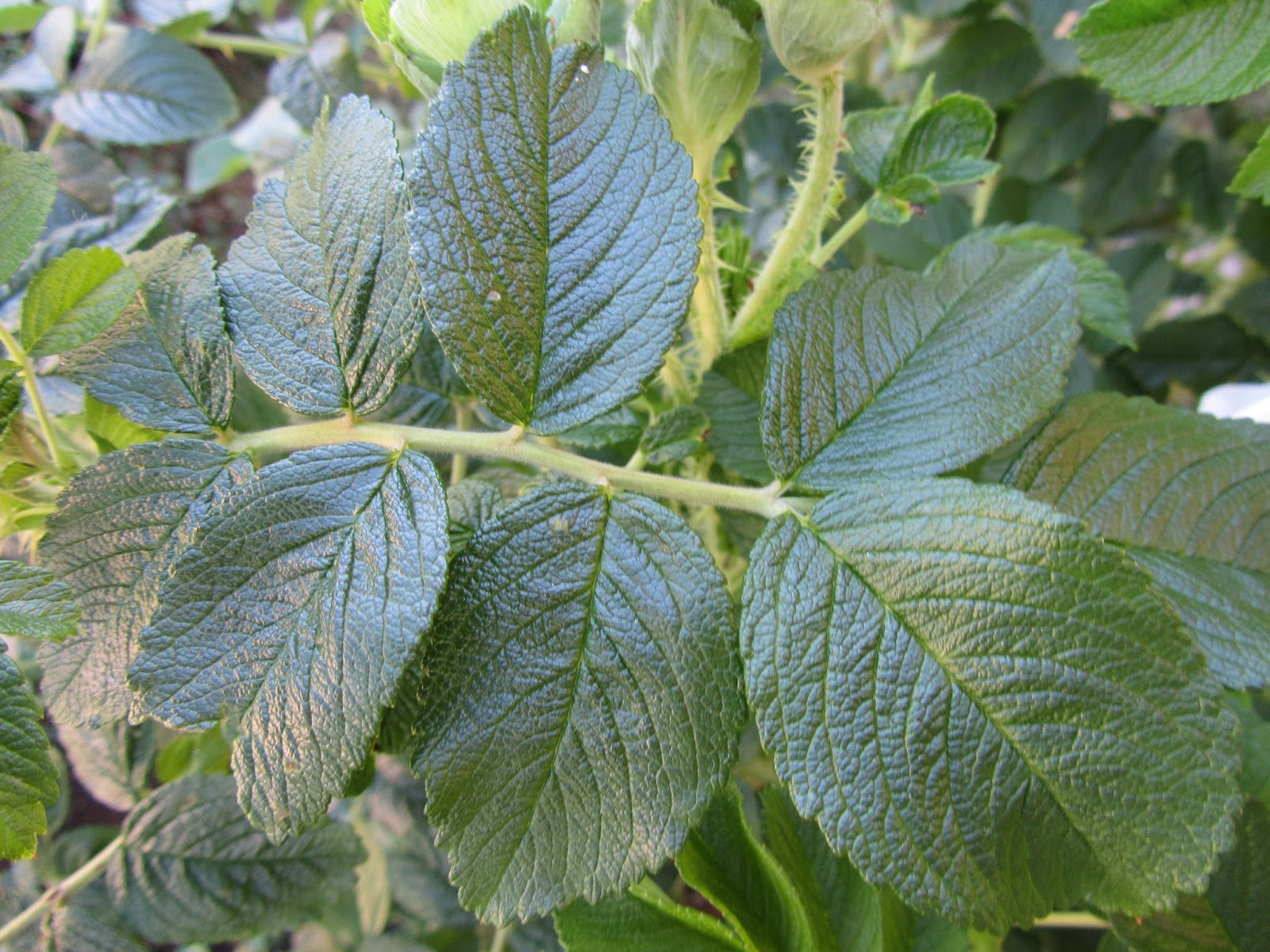Rosa rugosa, la Rosa che non si Ammala | Il Gusto Della Natura