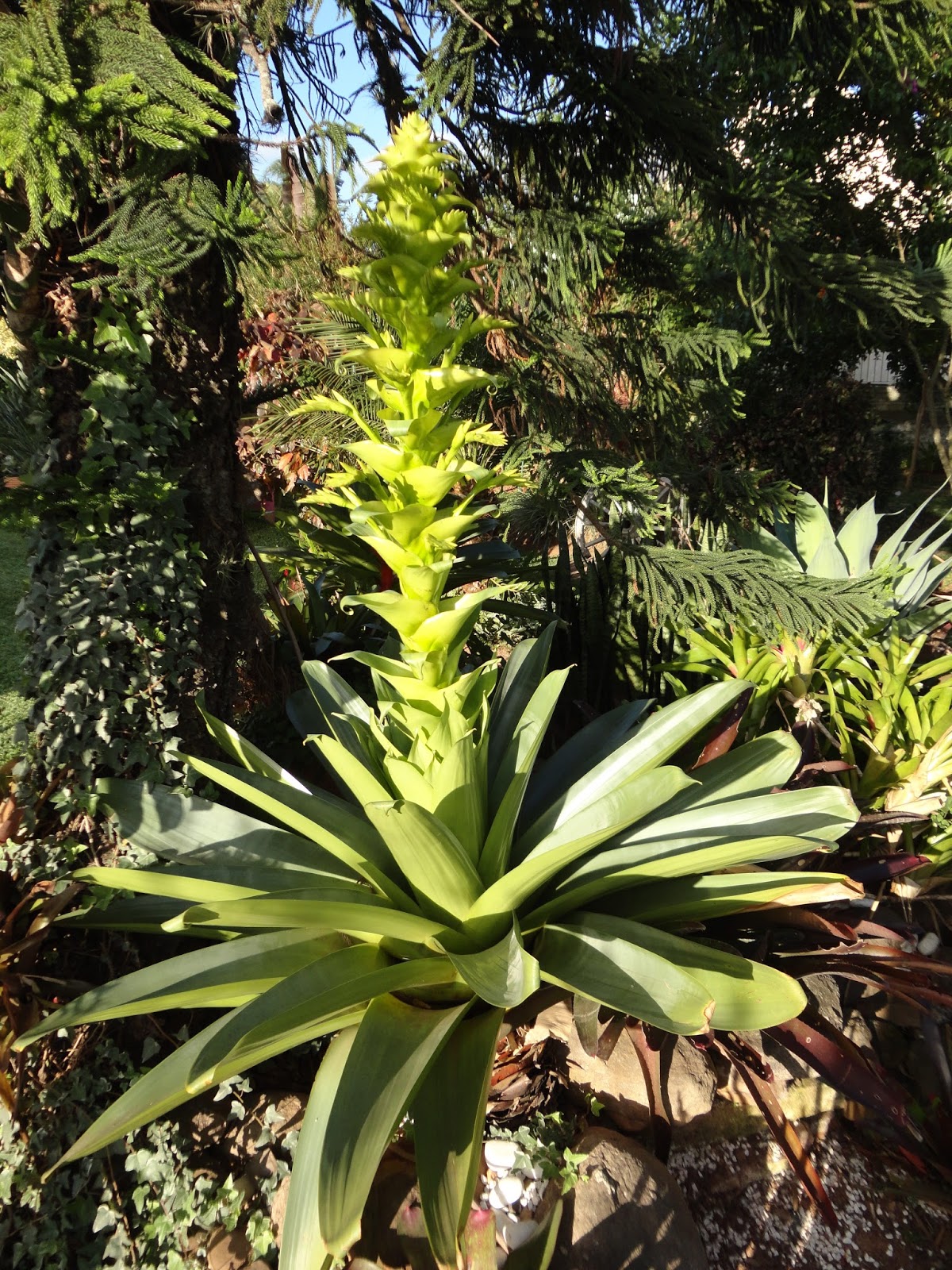 "Verdade//aspas" : 👪 Bromeliaceae (Alcantarea imperialis)