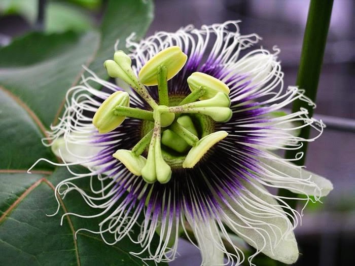 Rey de las Plantas: Maracuja - Maracuja - Passiflora edulis v flavicarpa