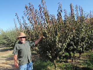 Xtremehorticulture of the Desert: Tom Spellman to Speak at Orchard 2 PM ...