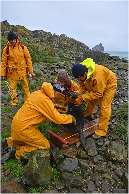 Blog officiel du district de Crozet - TAAF: Opération Otarie
