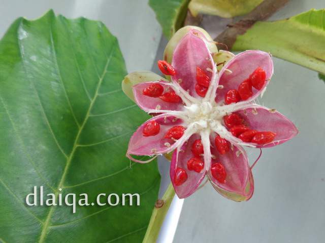 d'Laiqa Arena: Simpur Air (Simpor Bini)