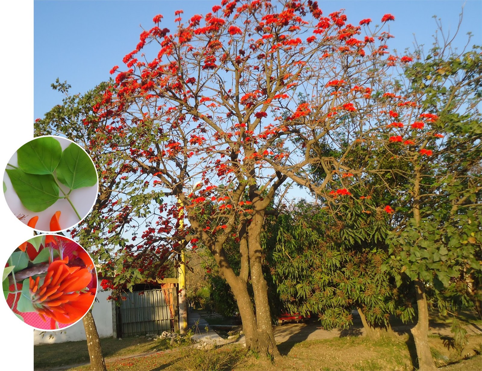 Arboles de Nuestra Tierra, El Ceibo Bucare - DENDROLOGIA PARA LA VIDA