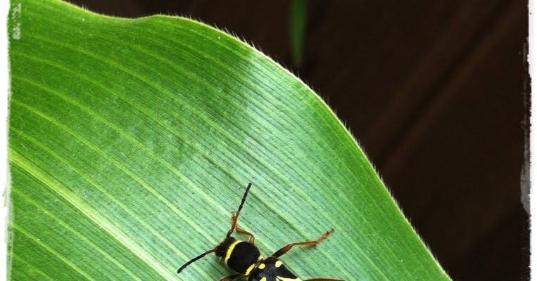 Kaalvoet in Engeland: Gits nog Goggas!