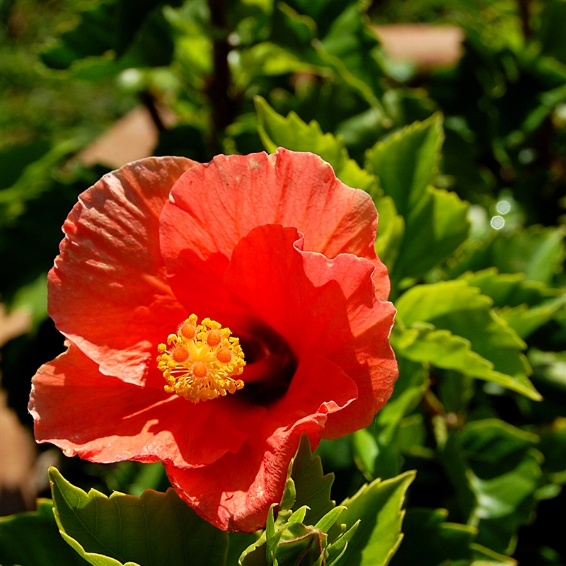 Capadia Designs: September 2012