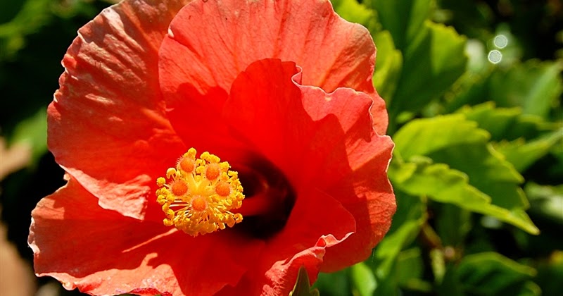 Capadia Designs: A Busy Weekend