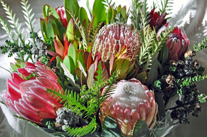 A Passion for Flowers: Lepto Rotundifolia