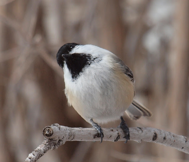 Birding Is Fun!: Backyard Birding