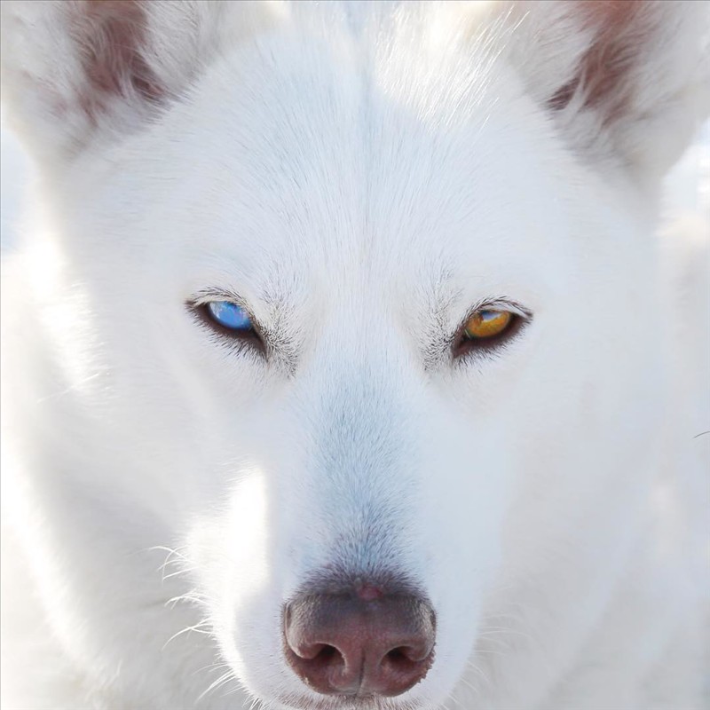 Siberian husky "Freya" - My Interests