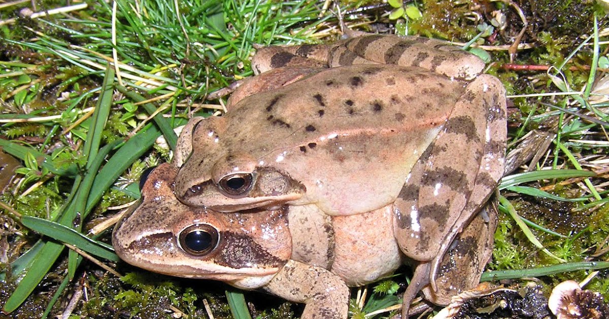 Naturayala: La reproducción de la rana ágil (Rana dalmatina) en el Alto ...