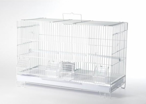 pasari-exotice.blogspot.com: Cinteza australiana zebrata (Zebra Finch)